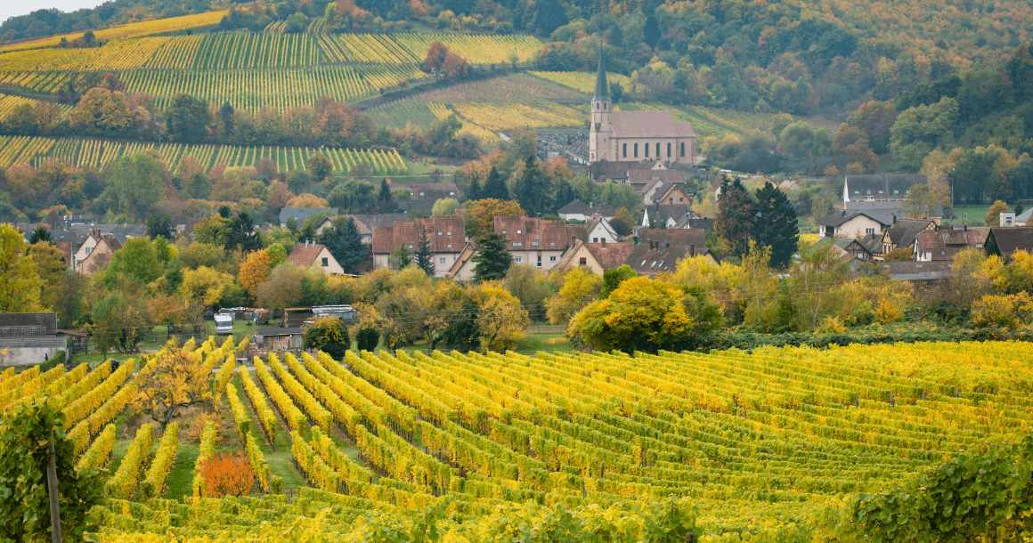 alsace rolling vineyards - Ryder-Walker