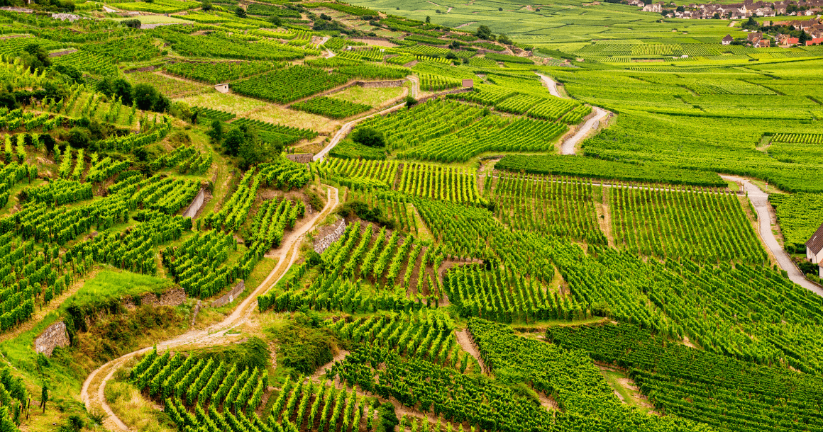 alsace vineyard aerial - Ryder-Walker
